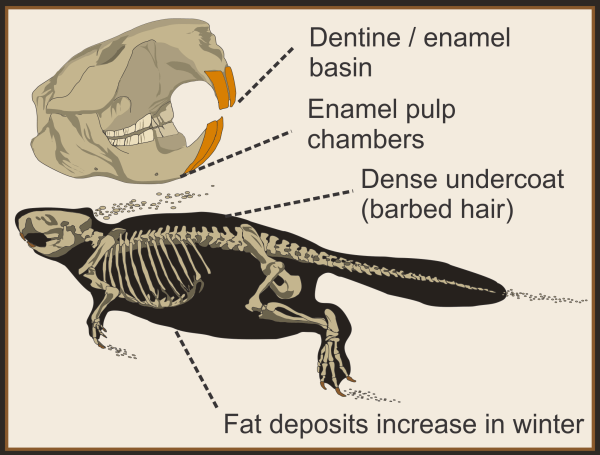 Figure2-Anatomical beaver traits – RETROactive