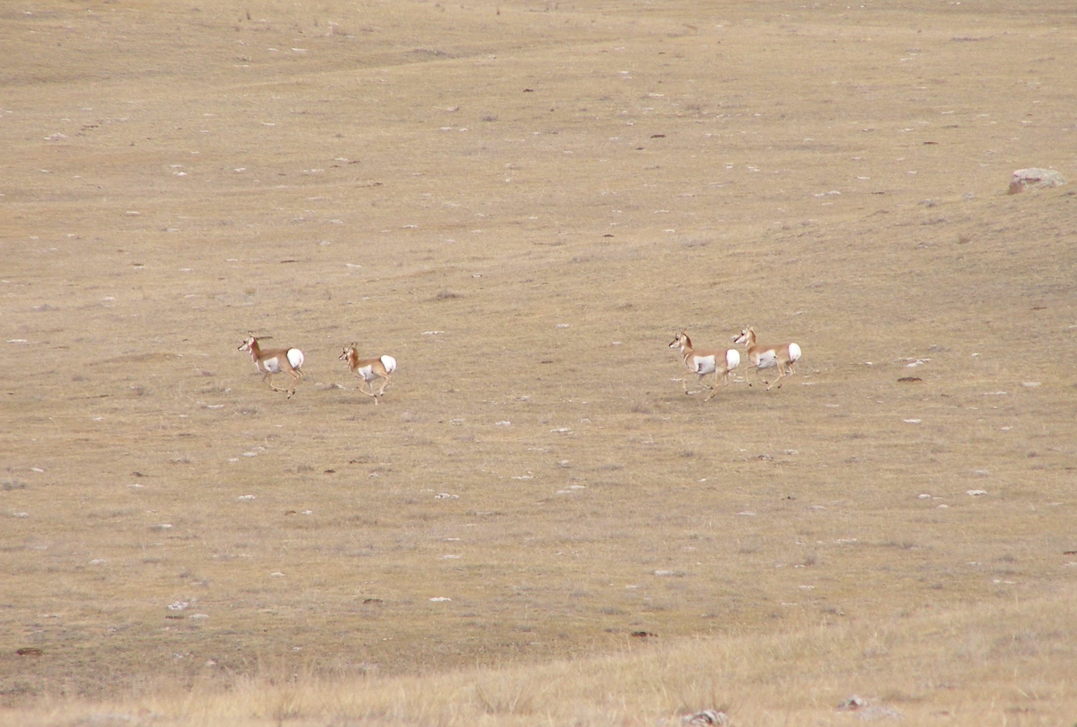 Pronghorn Traps on the Northern Plains of Alberta – RETROactive