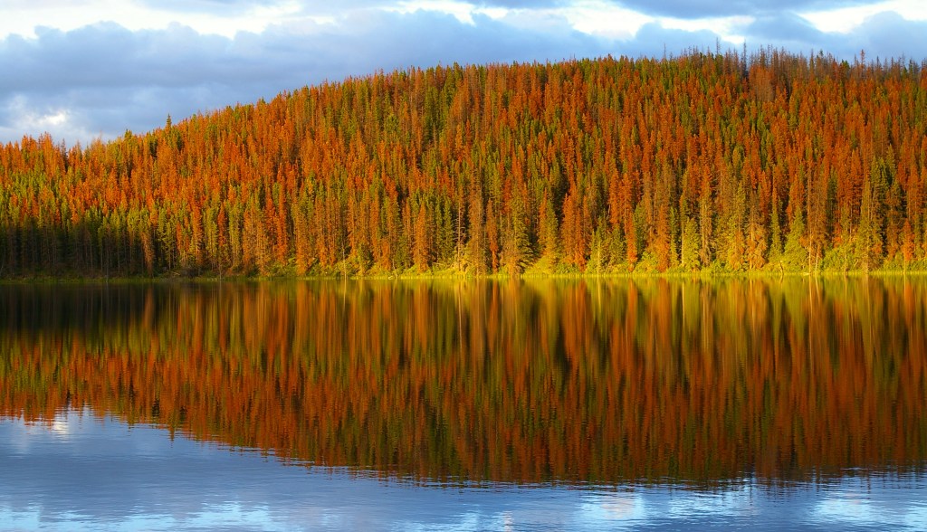 Pitch and Timber: A History of Human Relationships with Trees in ...